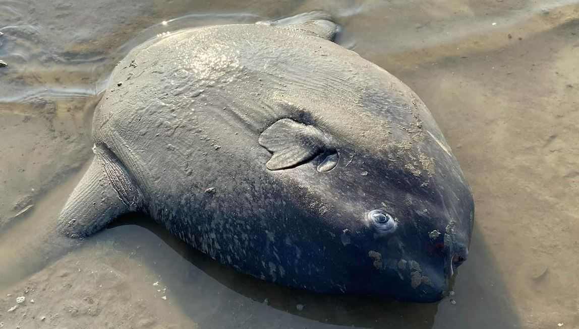Un poisson-lune géant découvert à Kerkennah - Réalités Magazine